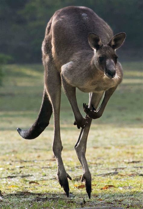 Big Male Kangaroo Found In The Bush On The South East Coast Of Nsw Aus Oc 1308x1907 R
