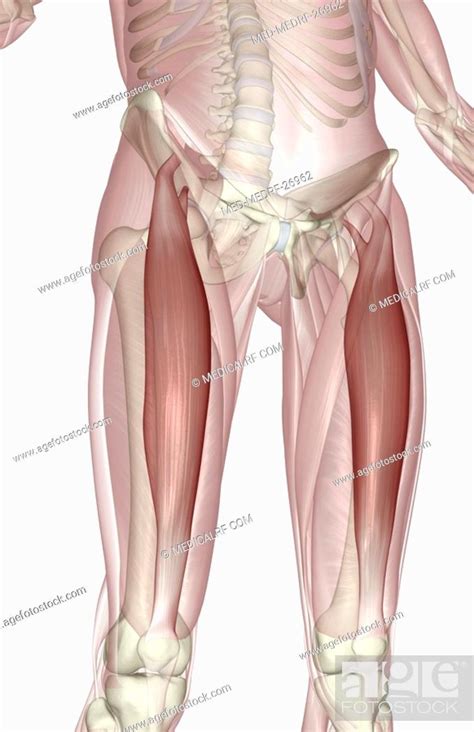 Rectus Femoris Stock Photo Picture And Royalty Free Image Pic Med