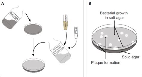 Plaque Assay Determine Viral Titer As Pfu Method