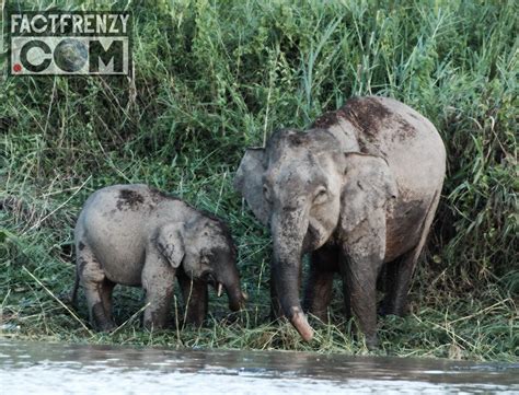 Facts About Elephants Fact Frenzy Com