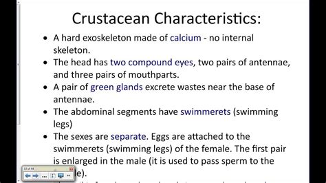 Crustaceans Youtube