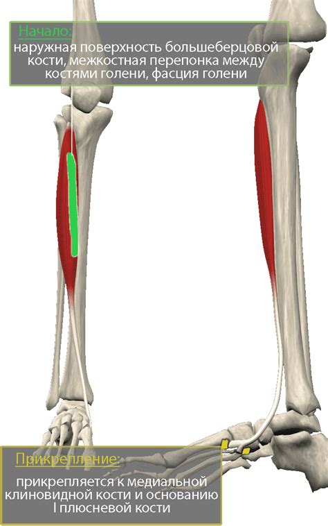 Сгибание и разгибание стопы