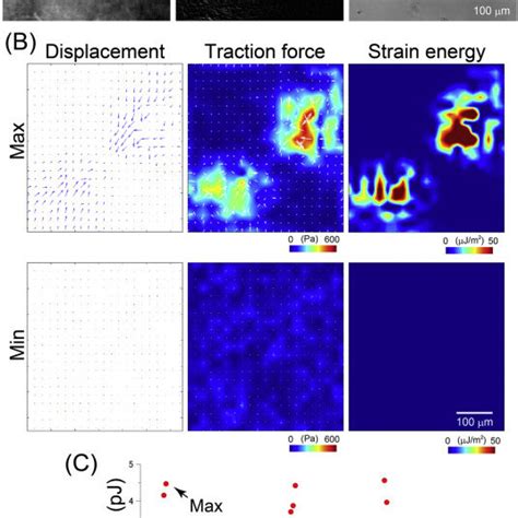 Measurement And Analysis Of Contractile Force And Strain Energy Output Download Scientific
