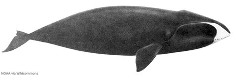 Bowhead Whale Predators