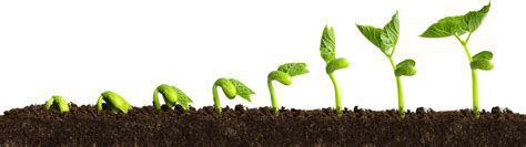 Role Of Biostimulants In Bridging Yield Gaps And Fostering Farmers