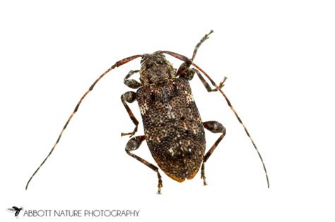 Cerambycid Astylopsis Sexguttata BugGuide Net