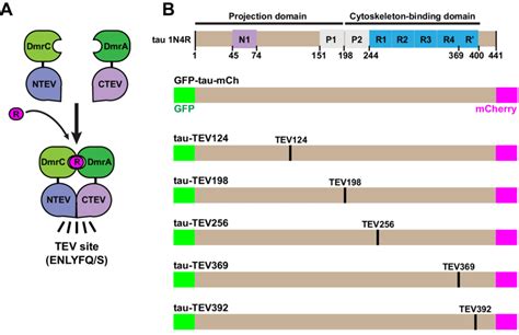 Description Of The Tev System Used To Induce Time And Site Specific Download Scientific Diagram