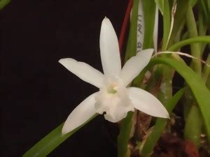 Laelia Lundii Alba Young Plant