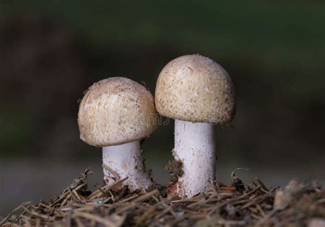 Agaricus Silvaticus