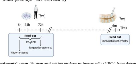 Figure 1 From Notochordal Cell Derived Matrix Inhibits Mapk Signaling