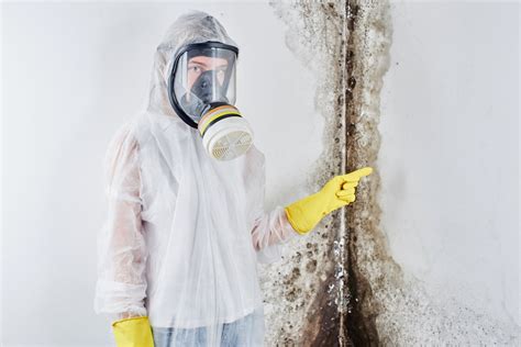 Mold Remediation Cost Guide What To Know How Much Youll Pay