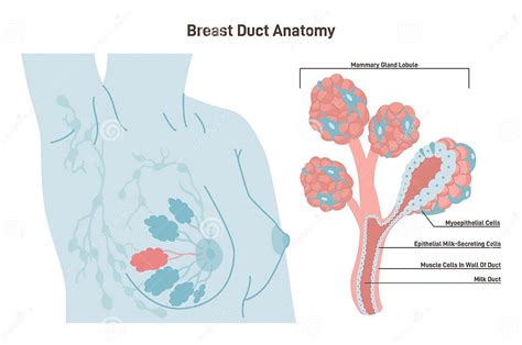 Anatomy Of The Female Breast Mammary Gland Duct And Lobule Structure