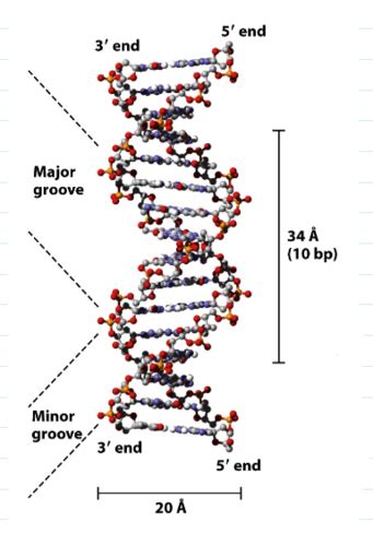 Gene Expression Flashcards Quizlet