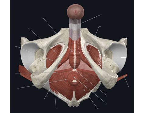 Anatomy Male Perineal Pouch — Printable Worksheet