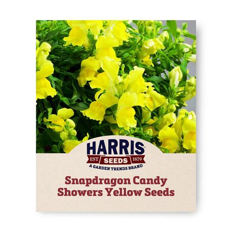Harris Seeds Snapdragon Candy Showers Yellow F1 Seeds For Planting