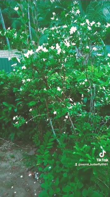 ගහ පිරෙන්නම ඉද්ද මල්🌸 Flowers Nature Flowertree Jesmin Fypシ゚viral Foryou Fyp Trending