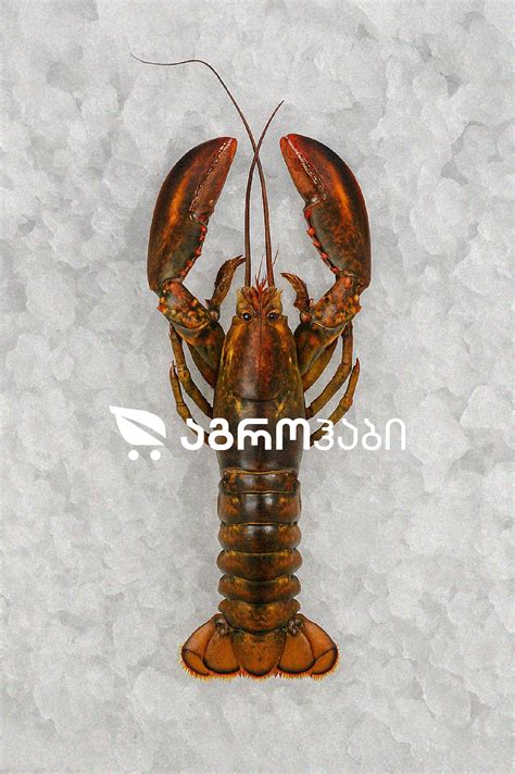 აგროჰაბი • Agrohub 💚 აგროჰაბის მზა კერძების გამორჩეული ნედლი ხორცით მომზადებული ბლინები