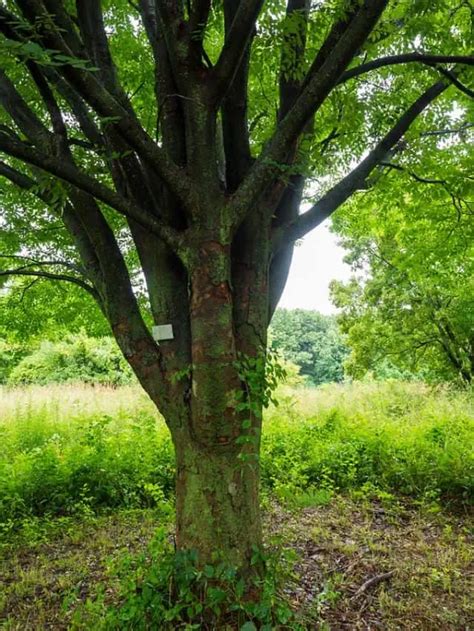 Most Popular Flowering Trees In Arkansas Stunning