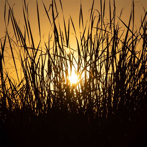 Download Wallpaper 2780x2780 Sun Grass Sunset Silhouette Ipad Air