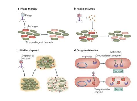 噬菌体裂解酶，为何能成为新型抗菌制剂的研究热门？ 知乎
