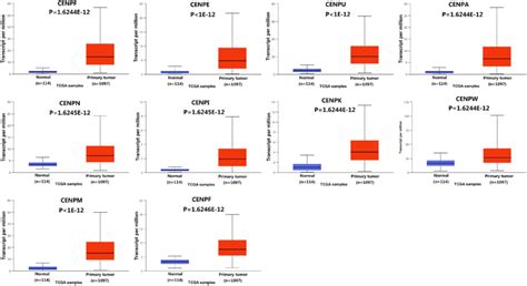 The Relative Expression Of CENP Family Genes In BC And Normal Samples Download Scientific