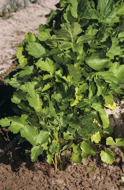 Parsnip Plants Stock Image E Science Photo Library