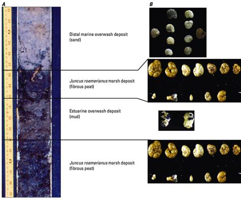 A Sediment Core With Two Depositional Sequences Commonly Associated Download Scientific