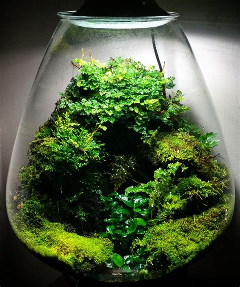 Everything You Need To Know About Selaginella Care