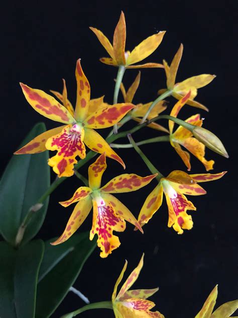 Epicattleya Volcano Trick X Lc Janet Sparkle