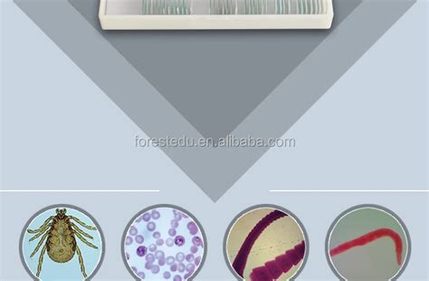 Parasite Prepared Medical Microscope Parasitology Slides Buy Parasitology Prepared Slides