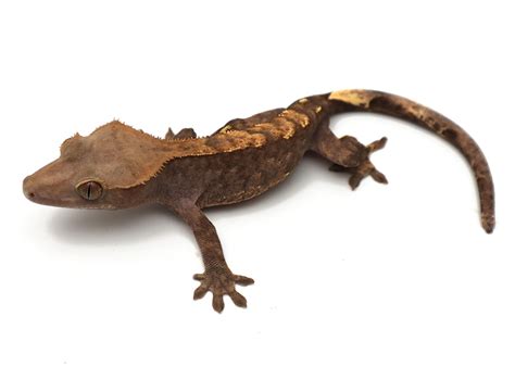 Dark Flame Male Seta Reptiles