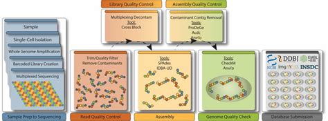 A Schematic Representation Of The Single Cell Workflow With A Focus On