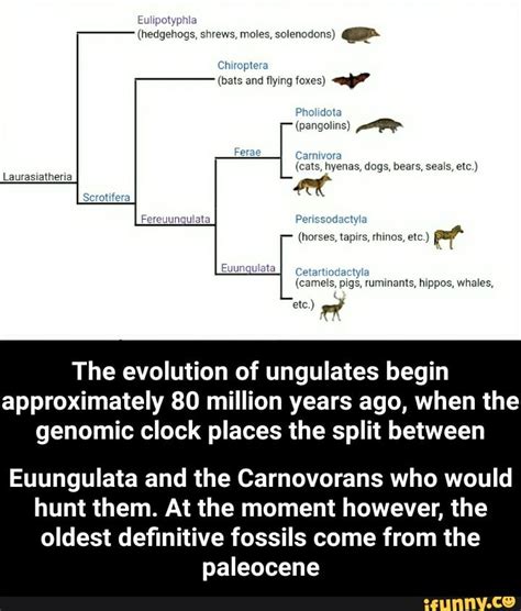 The Evolution Of Ungulates Begin Approximately 80 Million Years Ago