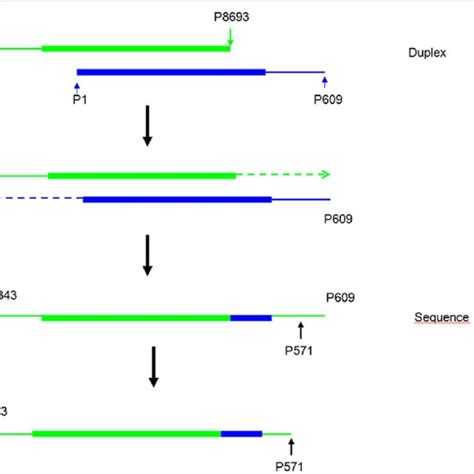 Scheme Of The Overlap Extension Pcr Oe Pcr Procedure First Two