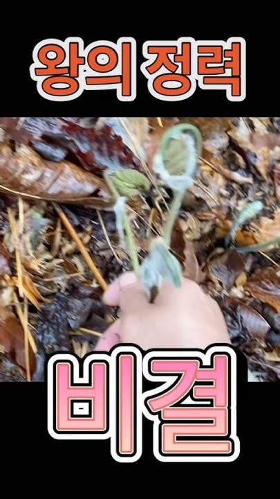 정력에 좋다는 봄나물 소개해드립니다 임금님 봄나물 고비 두릅 농사 참두릅 산행 산 청년 청년농부 귀농 고소득 시골 텃밭 Youtube