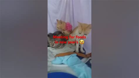 Close Together Meetingalgorithmmost Funny Algorithm Catlovercatlover Youtube