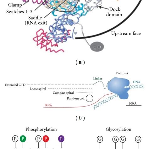 Rna Polymerase Ii Structure A Side View Of The Core Pol Ii Crystal Download Scientific