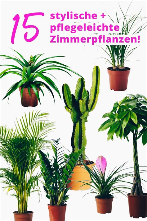 Der Pflanzen Guide 15 Stylische Und Pflegeleichte Zimmerpflanzen Who Is Mocca Bloglovin