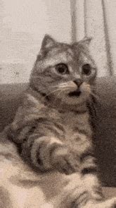 Cat Meme  Cat Meme Discover And Share S