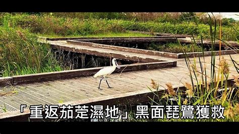 觀察者識讀「重返茄萣濕地」黑面琵鷺獲救 原地野放 Youtube
