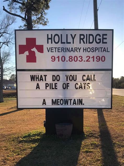 30 Of The Funniest Cat Jokes Vet Clinics Put Up On Their Signs Funny