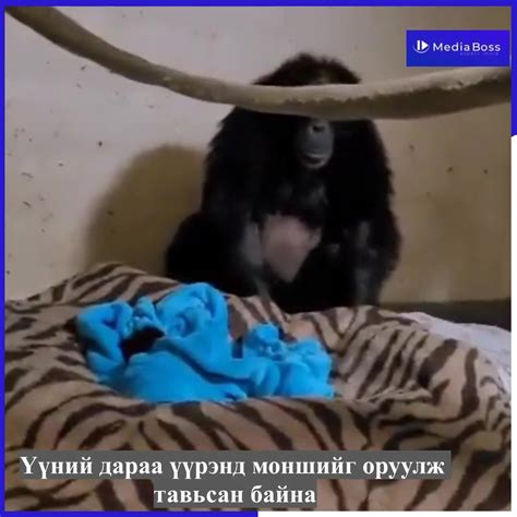 ЭНЭ БОЛ МИНИЙ ХАРЖ БАЙСАН ХАМГИЙН ХҮЧИРХЭГ ЗҮЙЛ ЭХИЙН ХАЙР🥰 Энэ мягмар