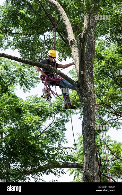 Environmental Forestry Management Male Forester In A Safety Harness High In A Tree Uses A Power
