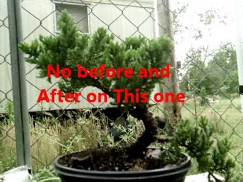 Demonstration On How To Make A Bonsai YouTube
