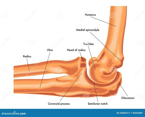 Elbow Joint Stock Vector Illustration Of Humerus Tendons 23685317
