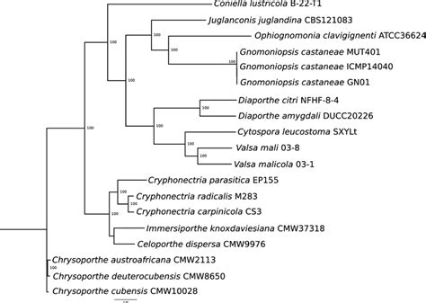 maximum likelihood phylogenetic tree based on the 15 041 snps in the