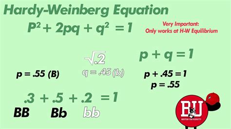 Hardy Weinberg Equation