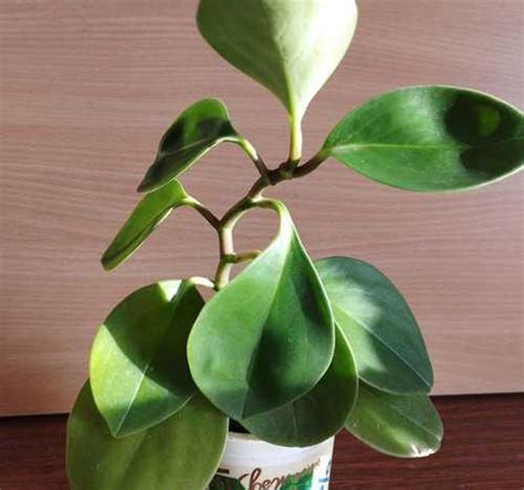 Комнатное растение купить б у Festima Ru 472964134