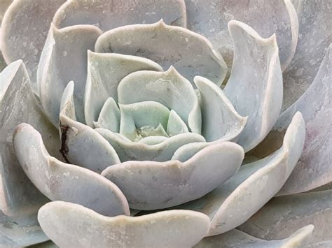 How Fast Do Echeveria Grow Unveiling Succulent Speed Secrets Foliage Friend Learn About