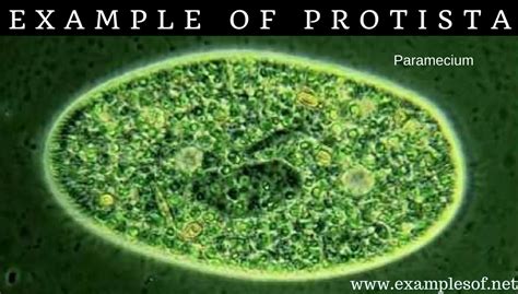 20 Examples Of Protozoa Protista Kingdom Protista